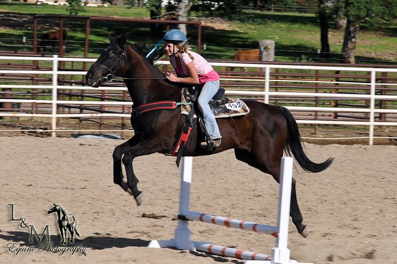 Safe Haven Horse Rescue Journal: Hurry Scurry.......jumping!!!!